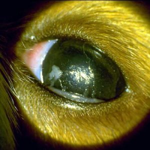 ‘Dry eye’ (Keratoconjunctivitis sicca) - Bishops Stortford Vets